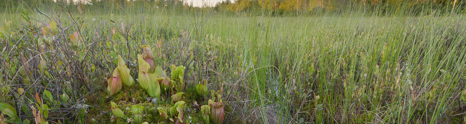 FSU Biology - Ecology & Evolution