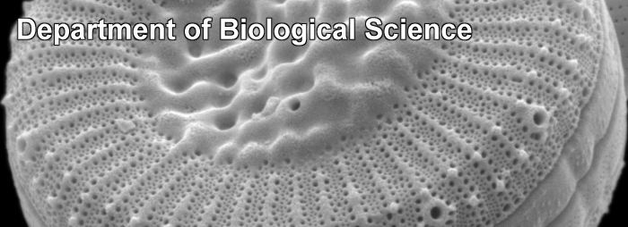 FSU Biology - Main Page