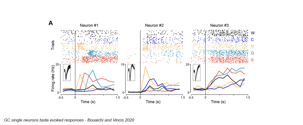 FSU Biology - VincisLab-Pubs