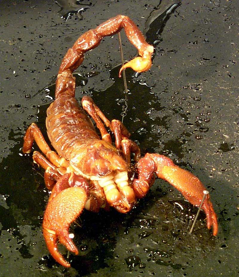 Subphylum Chelicerata