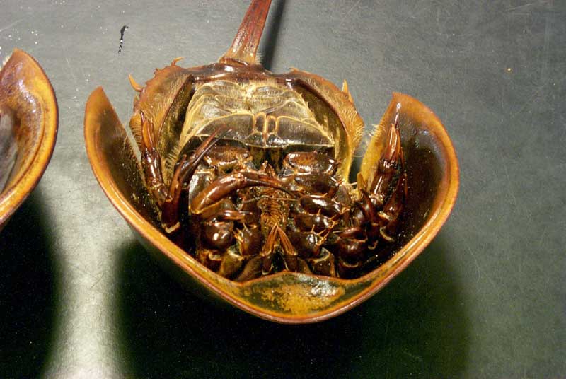 Kingdom Animalia- Eucoelomates - Phylum Arthropoda - Subphylum Chelicerata