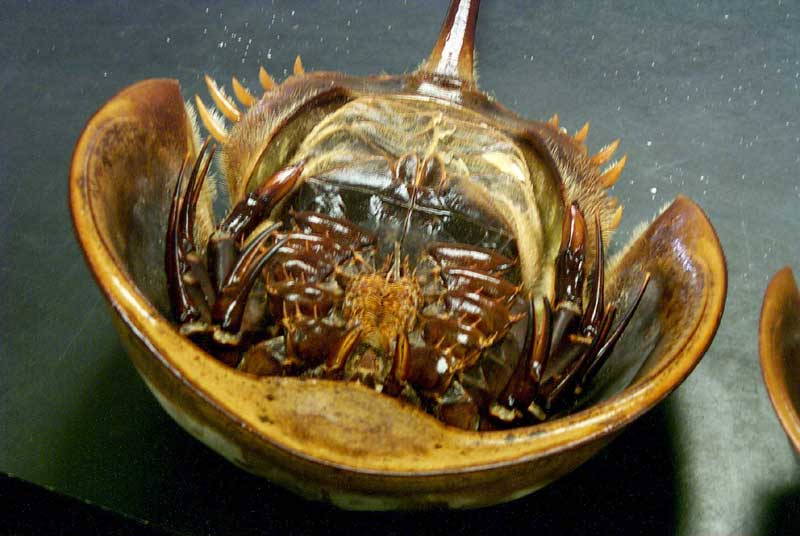 Kingdom Animalia- Eucoelomates - Phylum Arthropoda - Subphylum Chelicerata