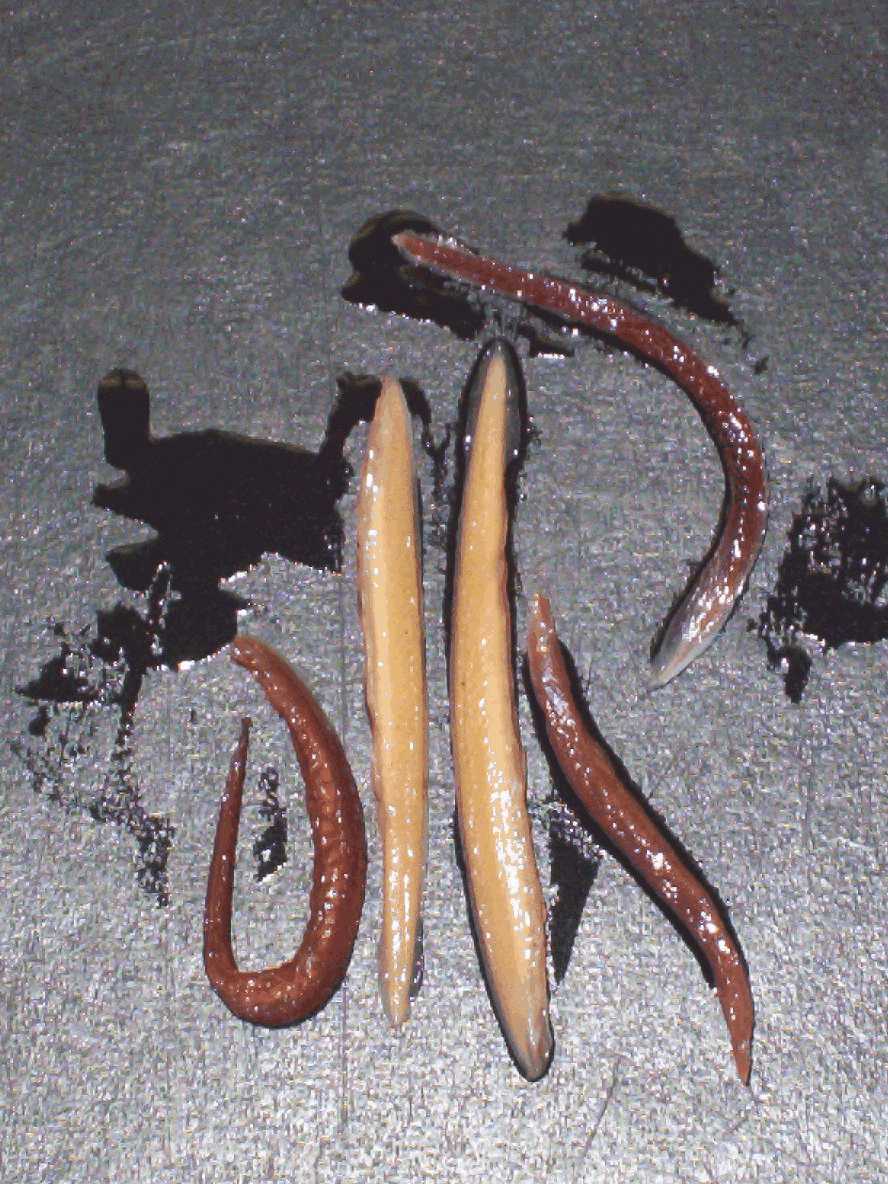 Kingdom Animalia- Eucoelomates - Phylum Arthropoda - Subphylum ...
