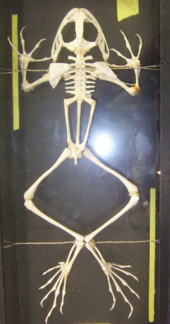 Kingdom Animalia- Eucoelomates - Phylum Arthropoda - Subphylum Vertebrata