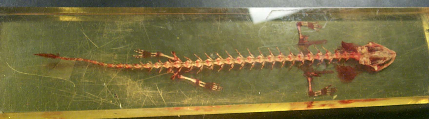 Kingdom Animalia- Eucoelomates - Phylum Arthropoda - Subphylum Vertebrata