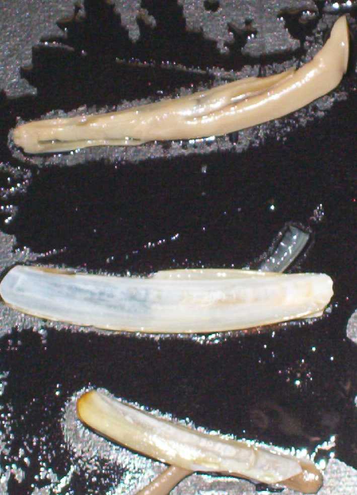 Kingdom Animalia- Eucoelomates - Phylum Mollusca