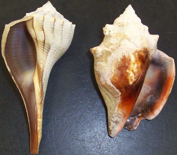 Kingdom Animalia- Eucoelomates - Phylum Mollusca