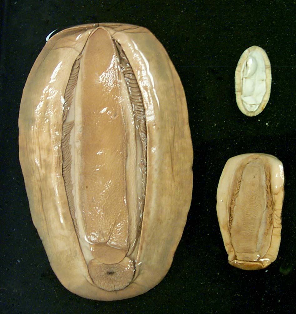 Kingdom Animalia- Eucoelomates - Phylum Mollusca