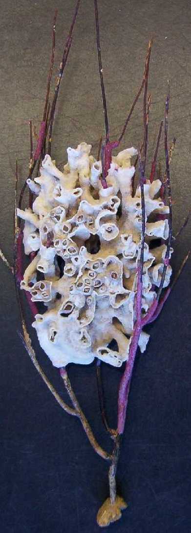 Kingdom Animalia- Eucoelomates - Phylum Bryozoa