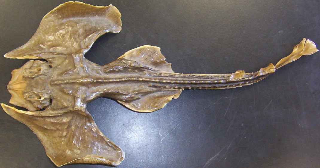 Kingdom Animalia- Eucoelomates - Phylum Arthropoda - Subphylum Vertebrata