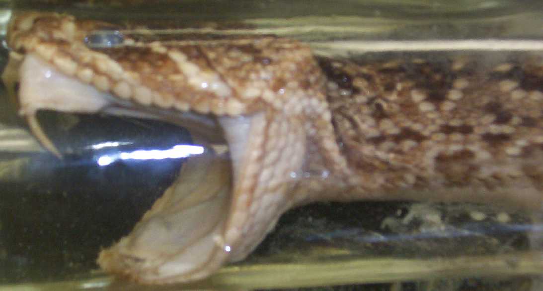 Kingdom Animalia- Eucoelomates - Phylum Arthropoda - Subphylum Vertebrata