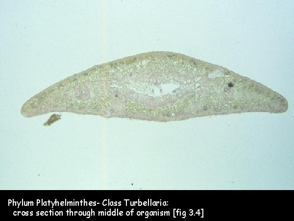 Phylum Platyhelminthes- Class Turbellaria: