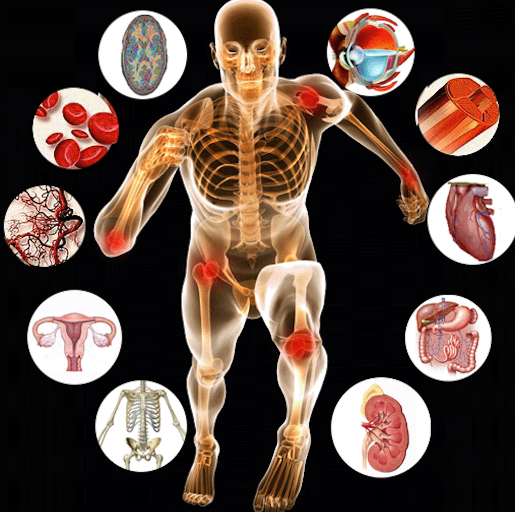 Human Physiology Page Human Physiology Page